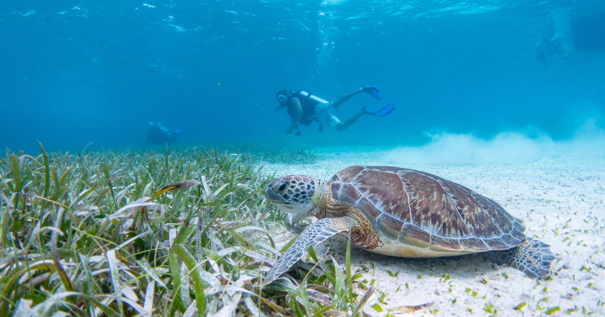 Dive in Belize - SunBreeze Hotel Dive Resort and Packages