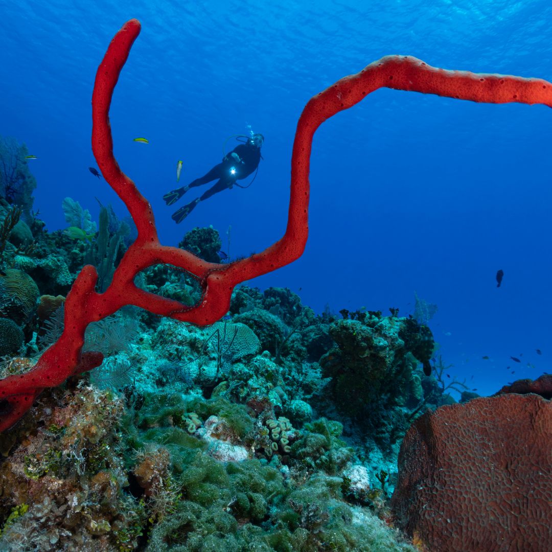 When and Where to Dive in Belize - Sunbreeze Hotel