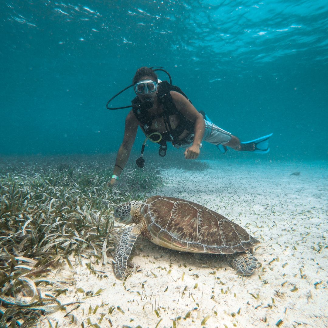 Discovering The Underwater Wonders Snorkeling And Diving In Ambergris Caye