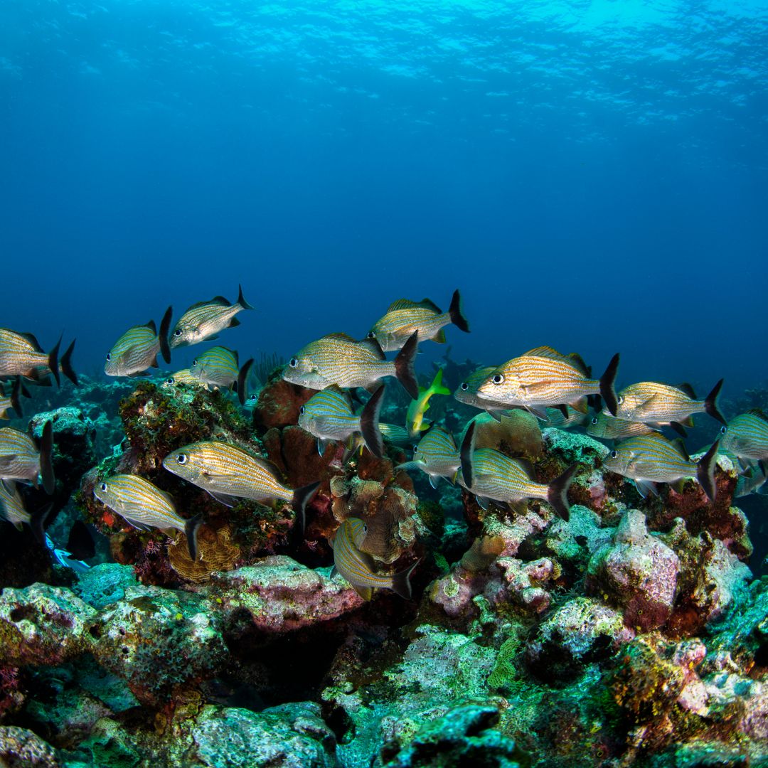 Buff For Fishing Turks & Caicos Dive Map & Reef Creatures Guide ...