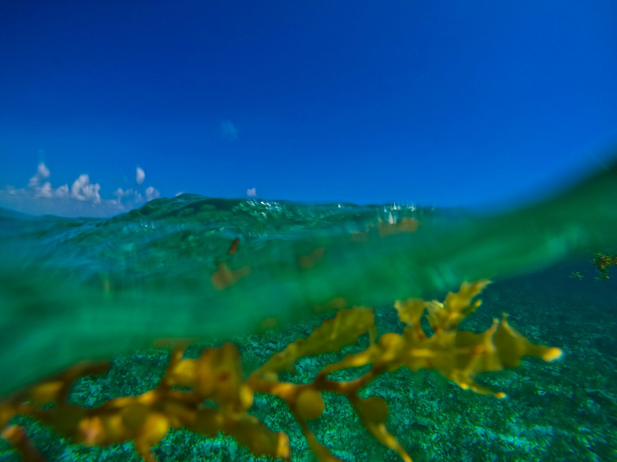 Where to Avoid Sargassum in Belize: Tips for a Carefree Beach Vacation ...
